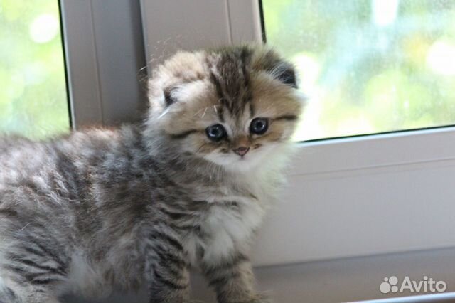 Британский вислоухий котенок, девочка