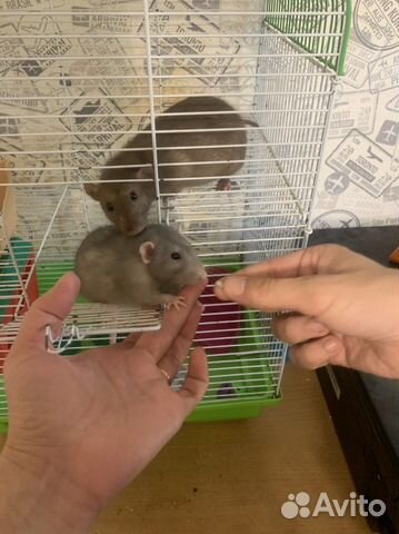 Крысы две вместе с клеткой