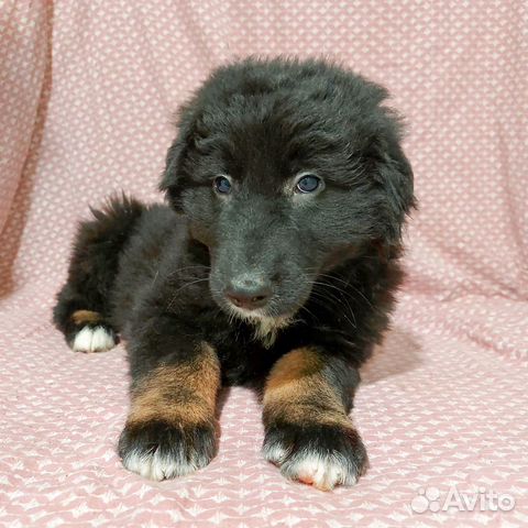 Пушистый щенок в дар