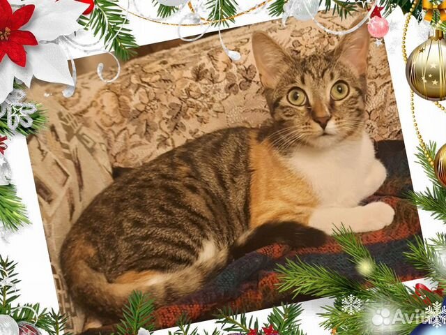 Ласковая спортсменка артистка Лея 8 мес в дар