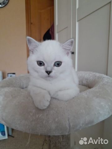 Кошечка Скоттиш страйт