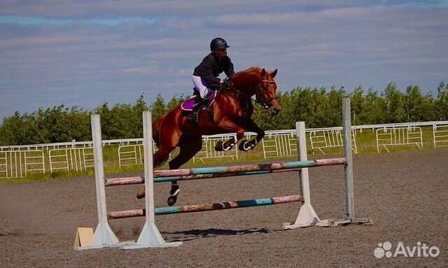 Конь спортивный