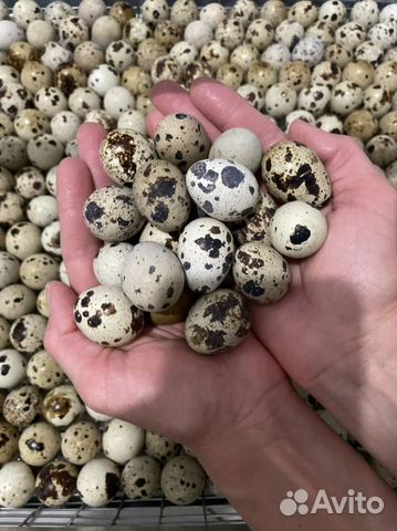 Инкубационное яйцо перепела. Птенцы суточные