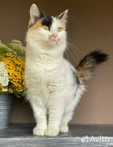 Кошка