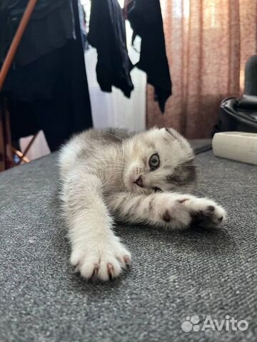 Вислоухий котенок шотландский