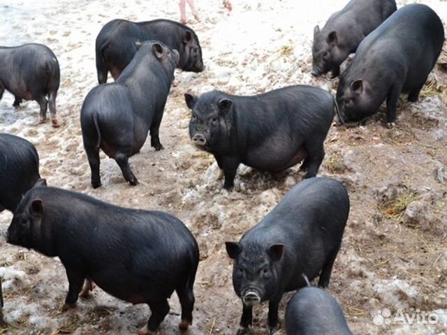 Продаются вьетнамские поросята