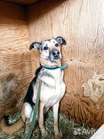 Собака ищет дом