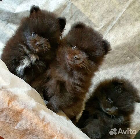 Померанский шпиц