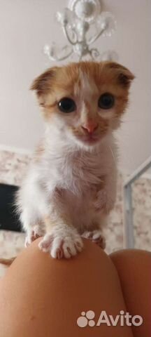 Вислоухая кошка бесплатно