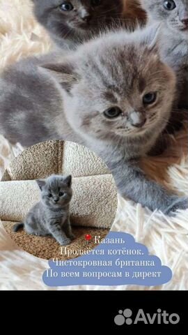 Британские котята