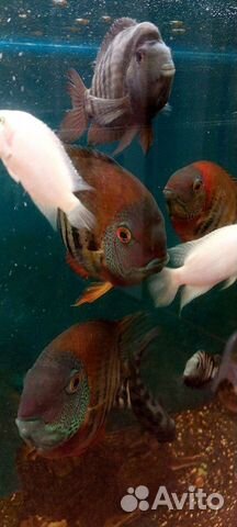 Северум роткейл (красноплечий)