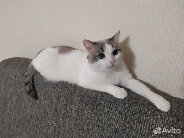 Отдам кошку в добрые руки