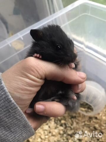 Сирийский хомяк