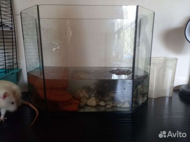 Черепаха с аквариумом