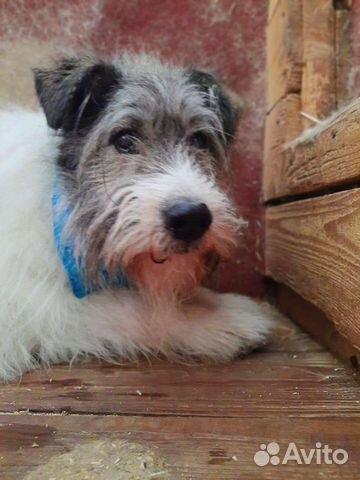 Спасите собаку из приюта