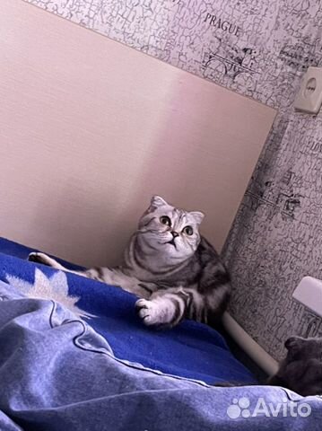 Шотландская вислоухая