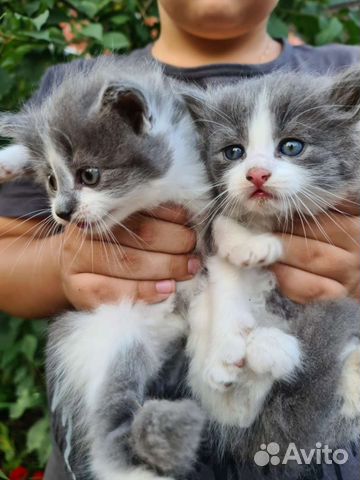 Котята пушистые 1 мес от сибирской кошечки