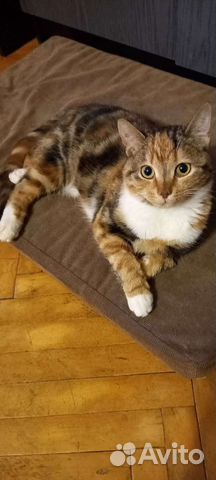 Идеальная кошечка Ириска, 7 мес, мего ласковая