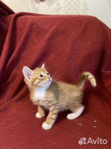 Отдается рыженький котенок-мальчик