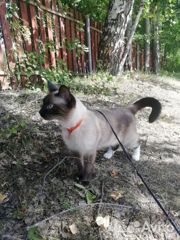 Сноу-шу сиамская кошка ищет жениха