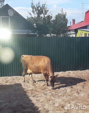 Джерсийская корова