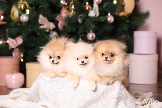 Щенки шпица