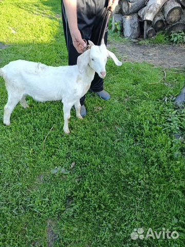 Козлята