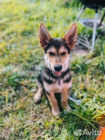 Супер Щенок метис бесплатно в дар