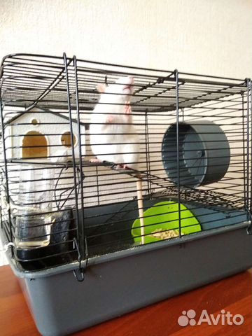 Крыса с клеткой