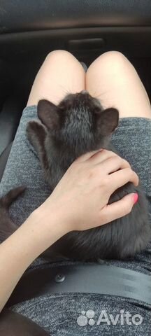 Котик и кошечка