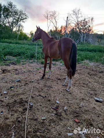 Продам лошадь