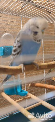 Попугаи ввп чехи