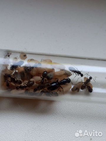 Колония муравьев Camponotus piceus