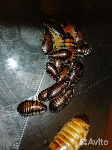 Мадагаскарские шипящие тараканы