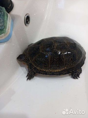 Болотная черепаха