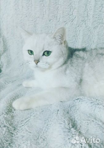 Серебристая красотка ns11