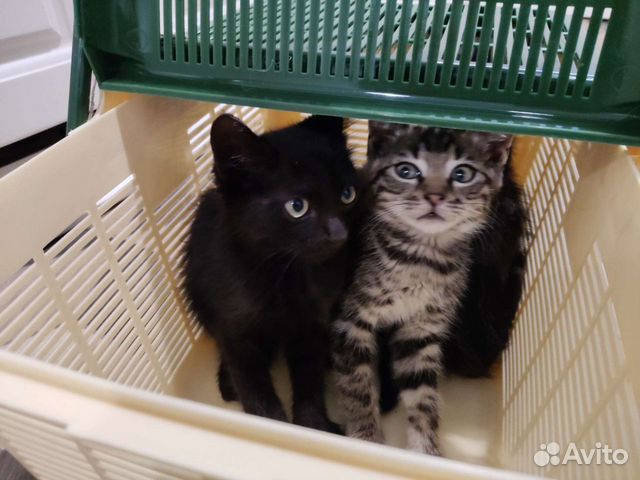 Отдадим котят в добрые руки (полосатый котик)