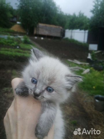 Котята Священная Бирма