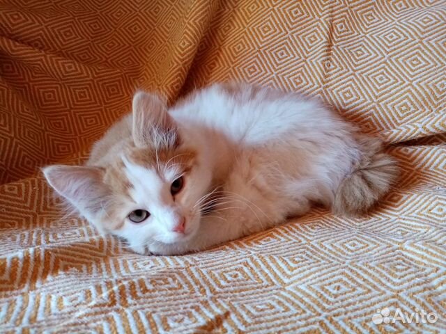 Котенок курильского бобтейла