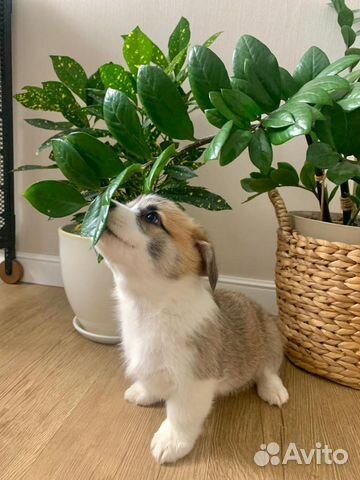 Продается прекрасная девочка Вельш корги пемброк