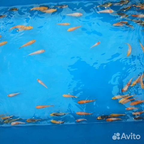 Золотая рыбка, комета