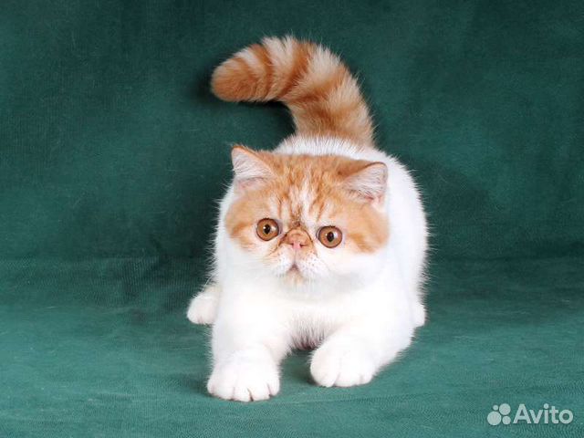 Экзотический мальчик