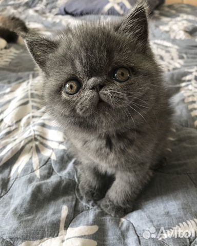 Экзотический котенок