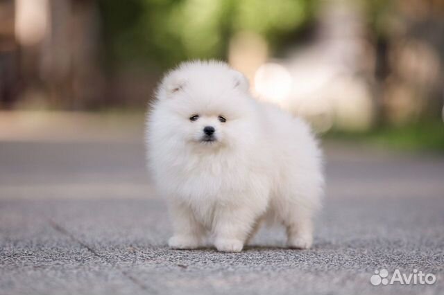 Померанский шпиц мини