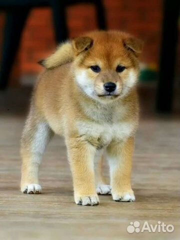 Щенки сиба шиба ину