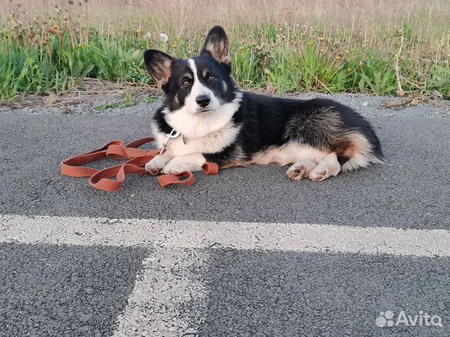 Вельш-корги пемброк