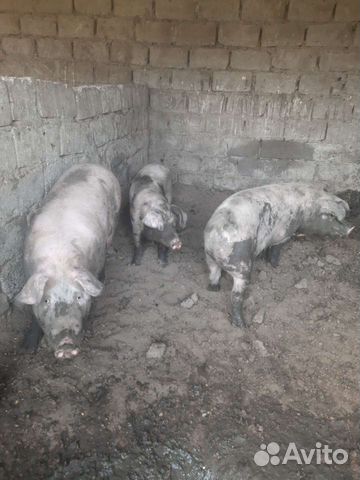 Продаются Свиньи