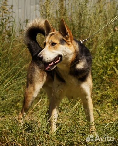 Ка'йман метис овчарки в добрые руки