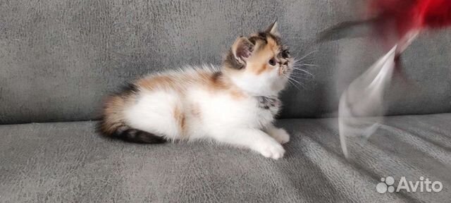 Классическая экзоточка
