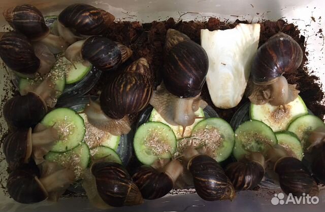 Улитки ахатины